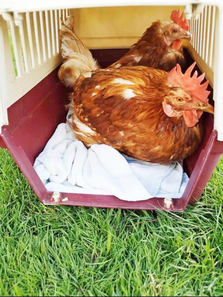 Fresh Start for Hens - Backyard Poultry